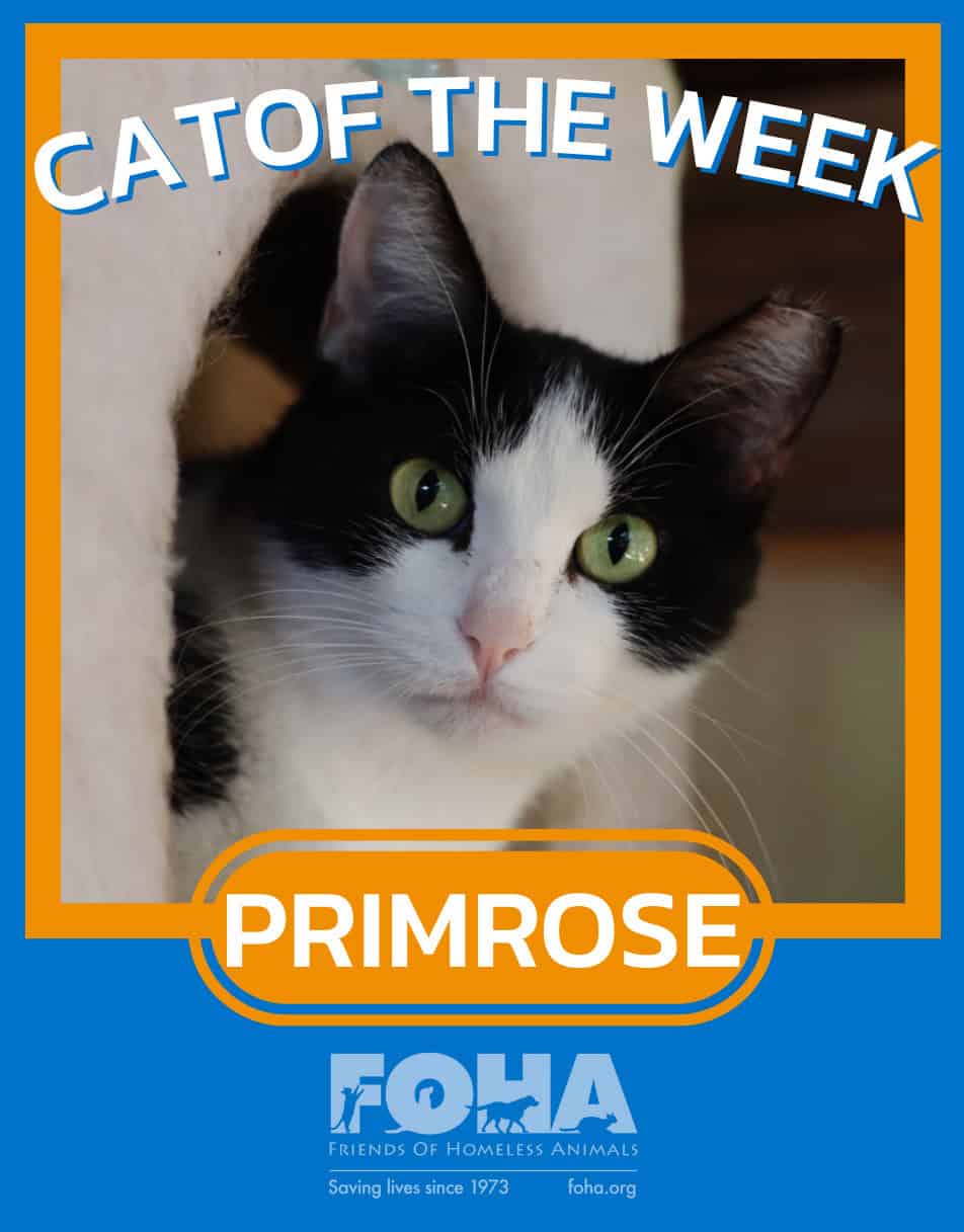 *Cat of the Week - Primrose - Friends of Homeless Animals