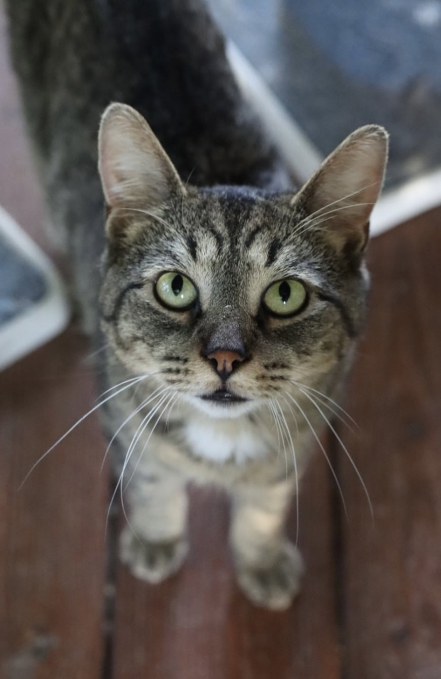 Jim Halpert - Friends of Homeless Animals