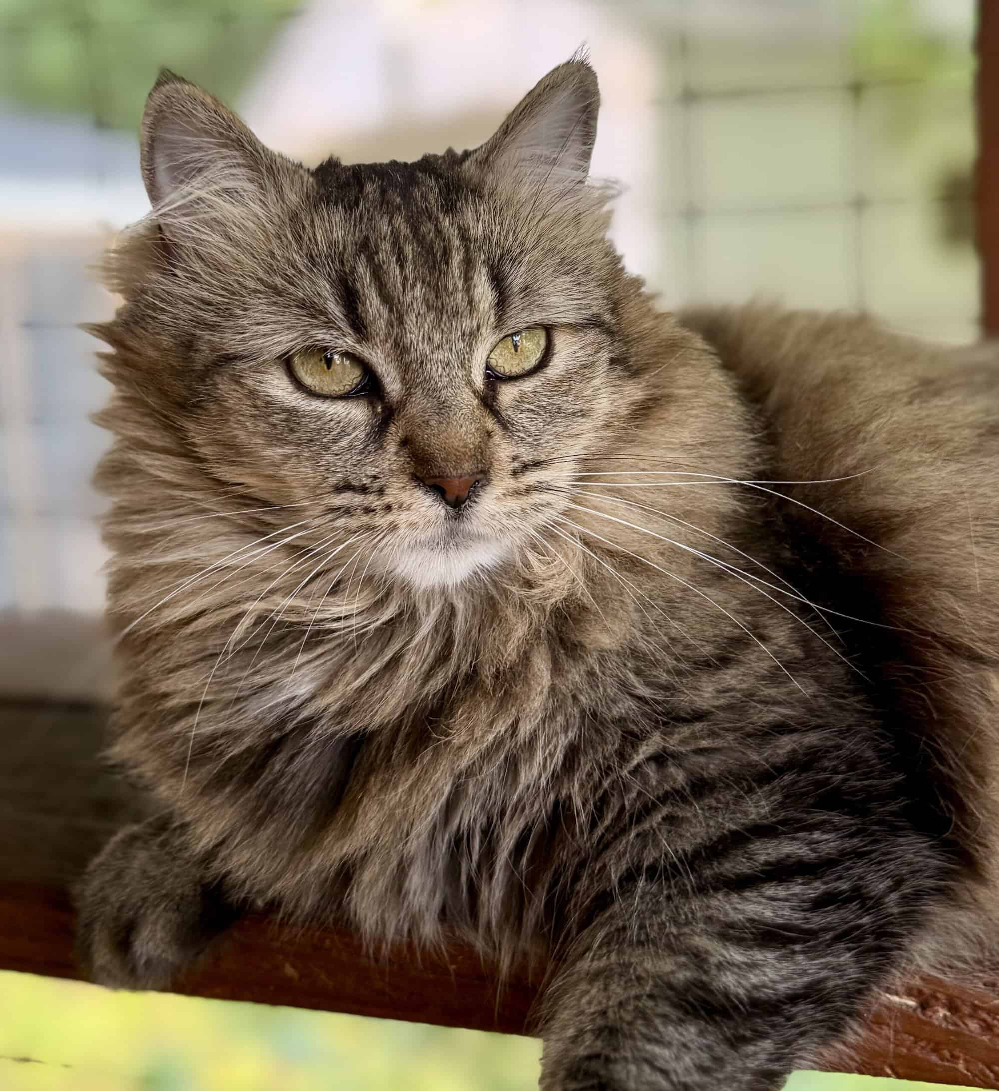 Bette Boo - Friends of Homeless Animals