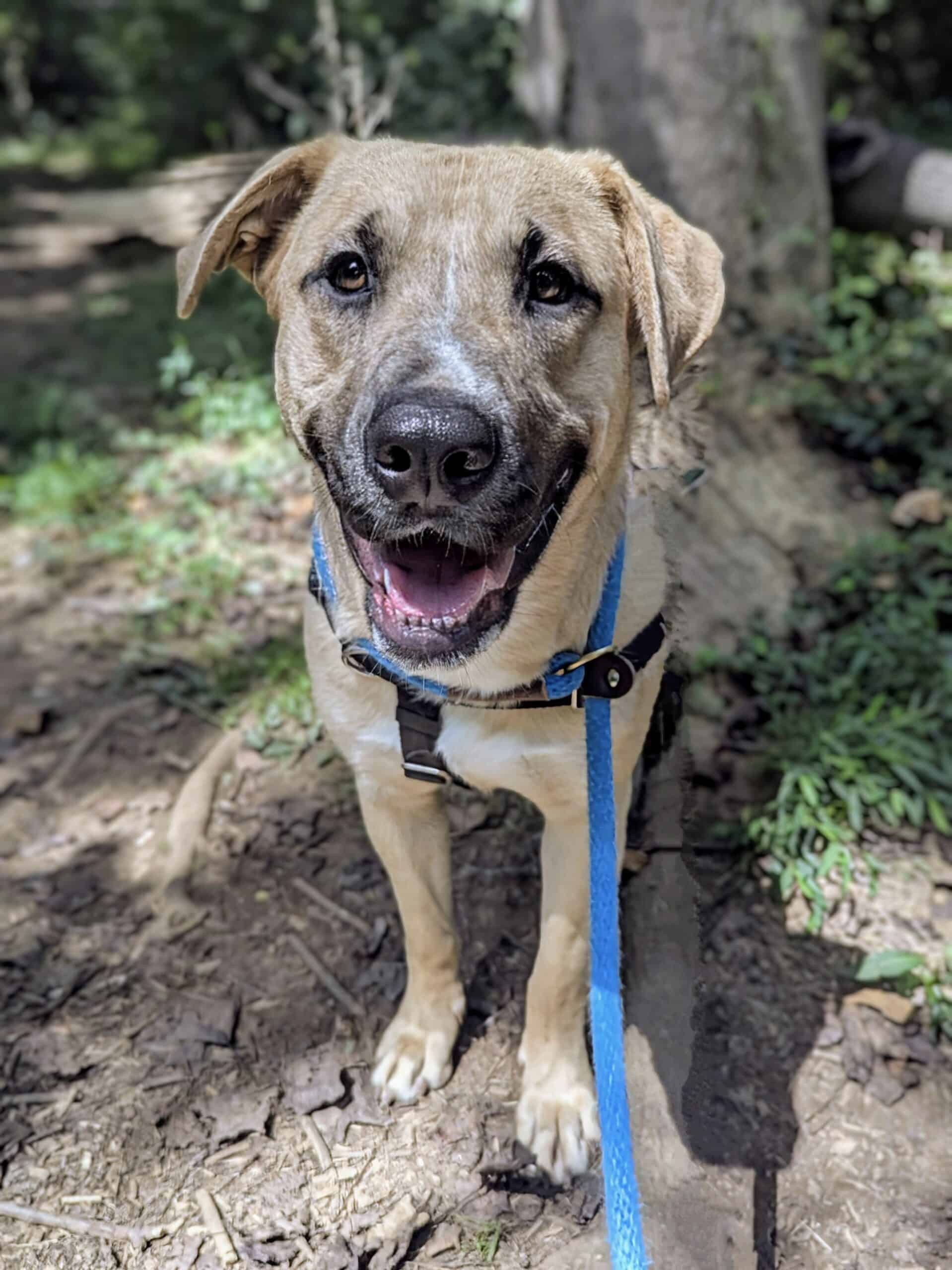 Genie - Friends of Homeless Animals