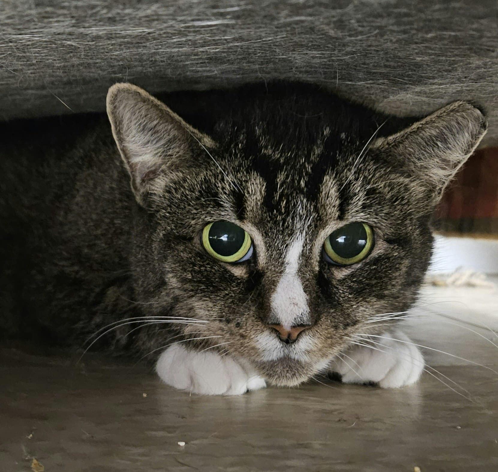 A Simple Guide to Fostering Cats in Aldie, VA